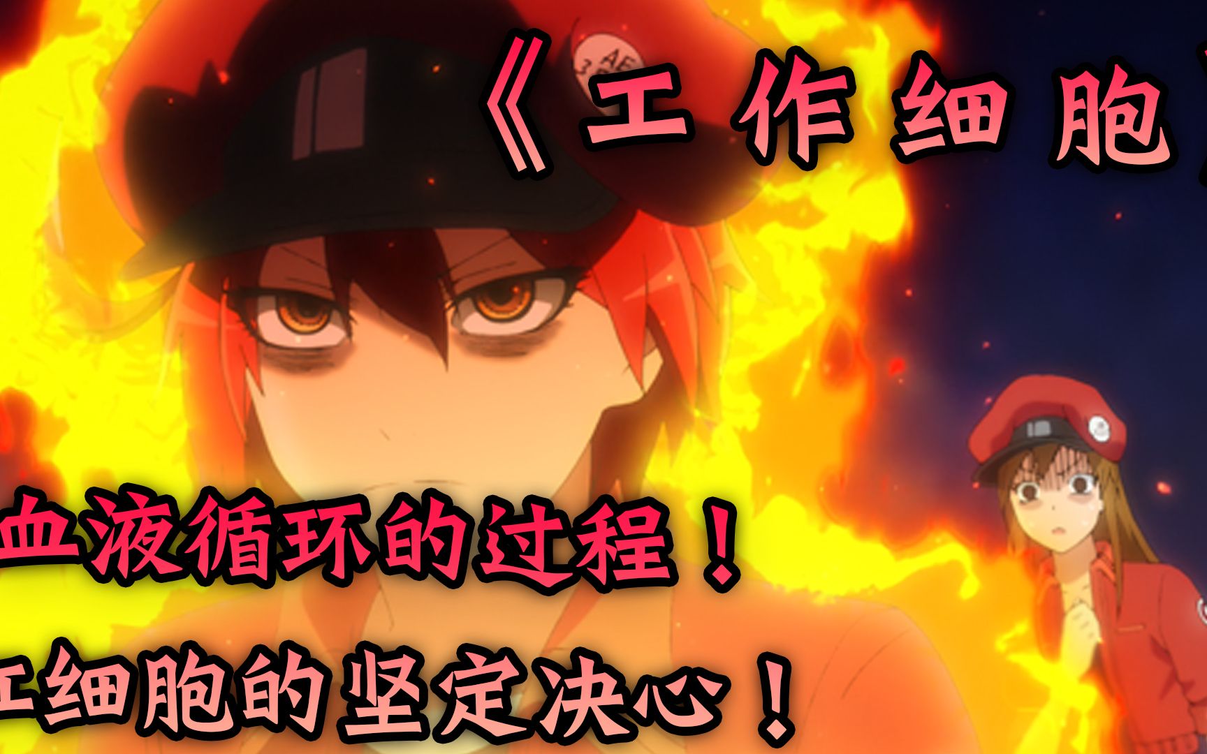 《工作细胞》血液循环的过程!红细胞的坚定决心!