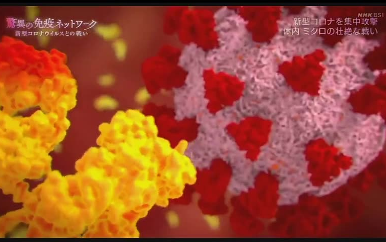 【NHK/日语中字】免疫细胞大战新冠病毒(工作细胞代餐/泪目超燃)