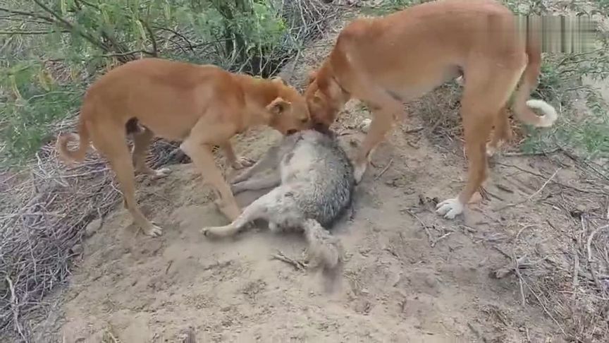 一头狼跟两头狗打架,野狼直接被两条狗活活咬死!