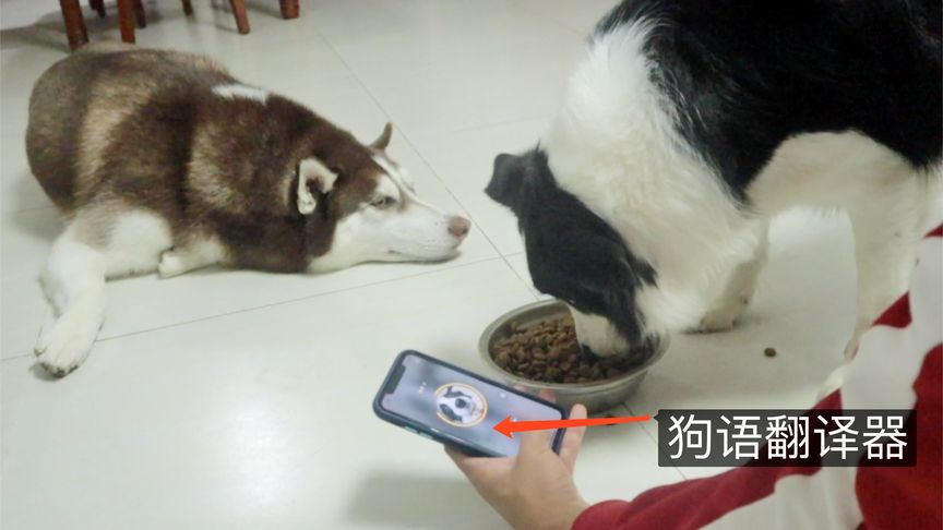 边牧在凶二哈时,用狗语翻译器录音,能翻译出什么话来?