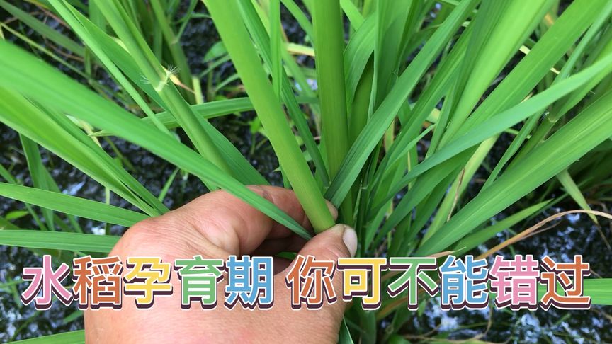 水稻孕期很关键 ,关键控好水 管理好秧田,这都是孕妈妈孕育希望
