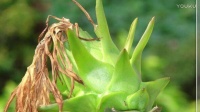 《火龙果,从开花到成熟全过程》
