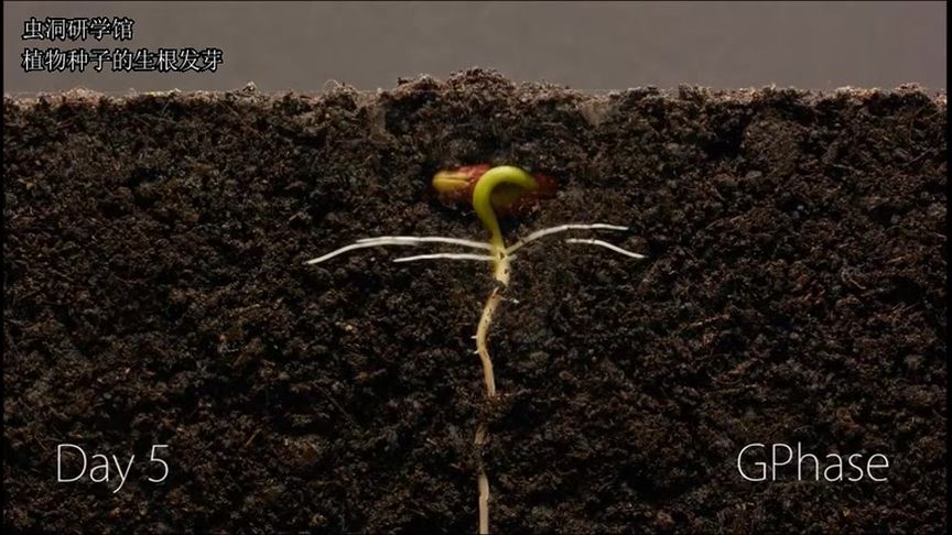 植物研学:植物种子是怎样传播的?种子落地后的生根发芽!