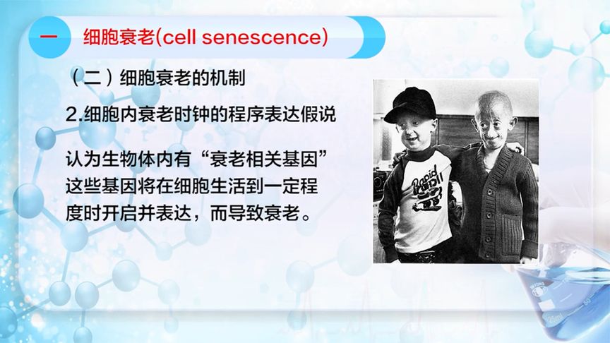 医学生物学:9.3细胞的生命活动—细胞衰老与死亡-细胞的最终归属