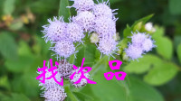 人教版五年级数学下册 8.1找次品