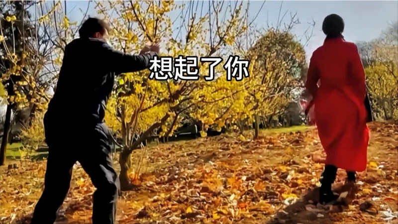 飞吧飞吧让我自由的飞翔在蓝天上
