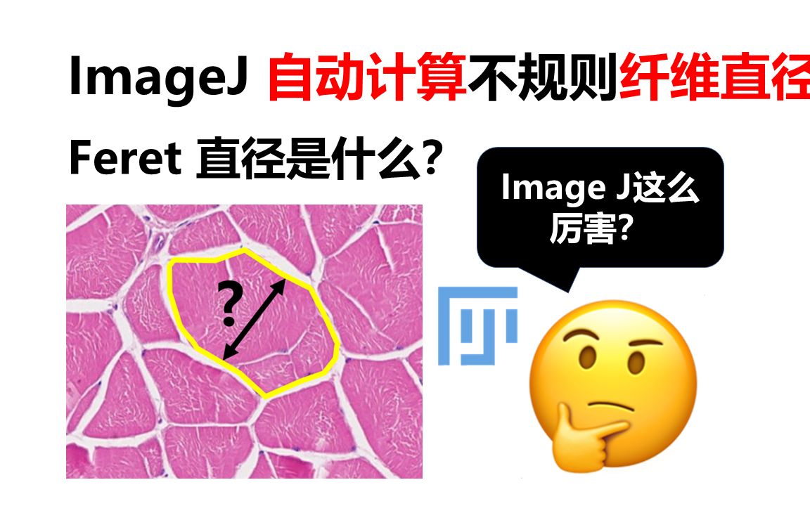 【某骜】ImageJ自动计算不规则纤维直径- 73