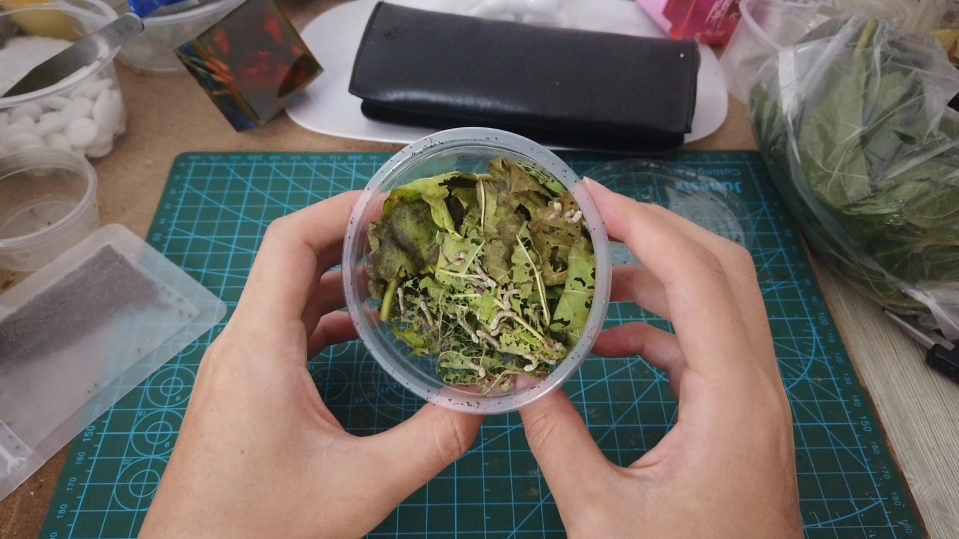 另类宠物蚕宝宝,小学生最常见的小宠物,养一段时间送粉丝如何?