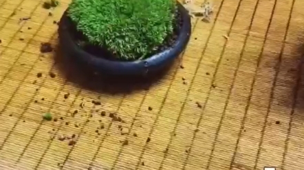 苔藓是如何制作的