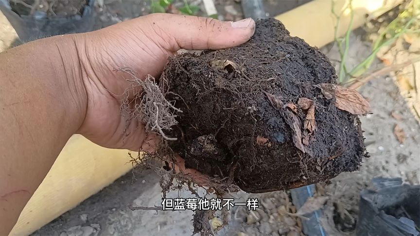 蓝莓其实没有根毛,那它怎么吸收水分和营养呢?一起了解一下