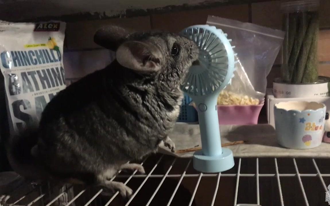 【龙猫】啮齿类小动物表示:电扇挺好咬的~脆脆的!