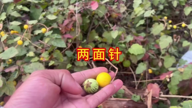 农村不起眼的"两面针",就连毒蛇遇见都难逃一劫,赶紧认识一下