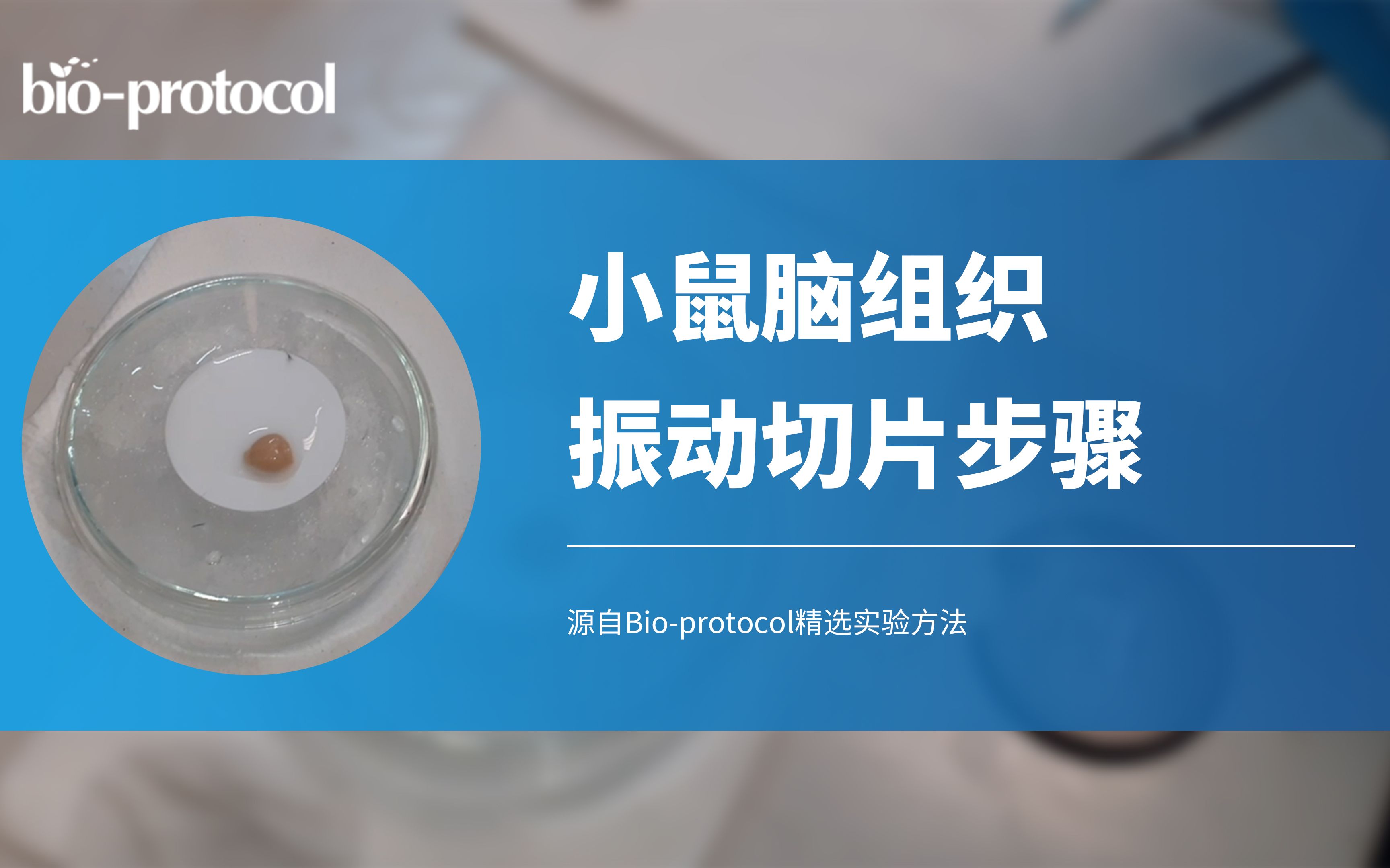 【实验方案精选】小鼠脑组织振动切片步骤