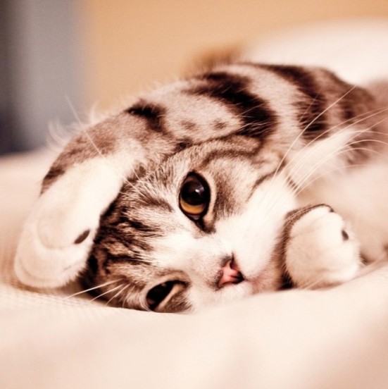 腼腆的猫咪 