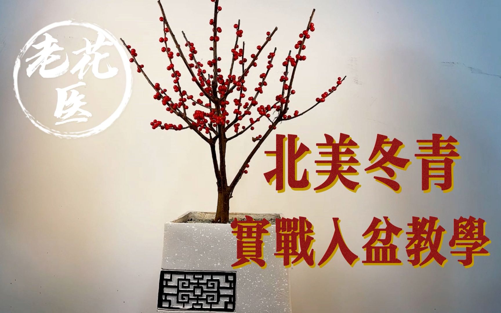 今年大火的北美冬青应该如何养护?入盆养护实战教学。