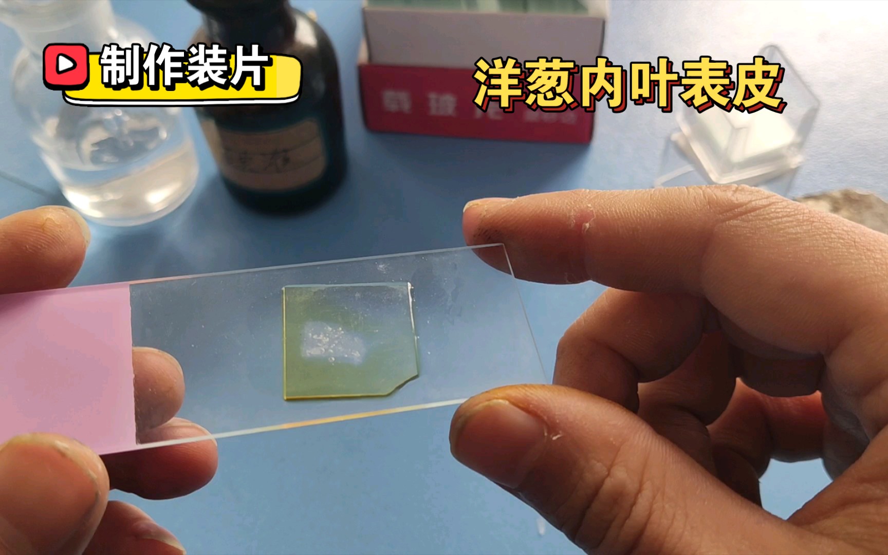 教科版六下1-5用显微镜观察身边的生命世界(一)-制作洋葱内叶表皮...