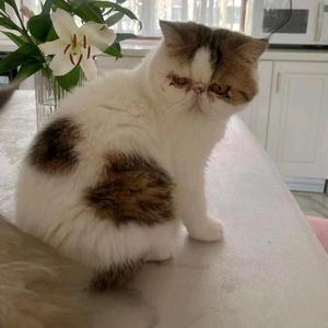 蒙面老雕 