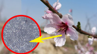 桃花正盛开,显微镜下看花瓣细胞,像极了一群胖子挤一起