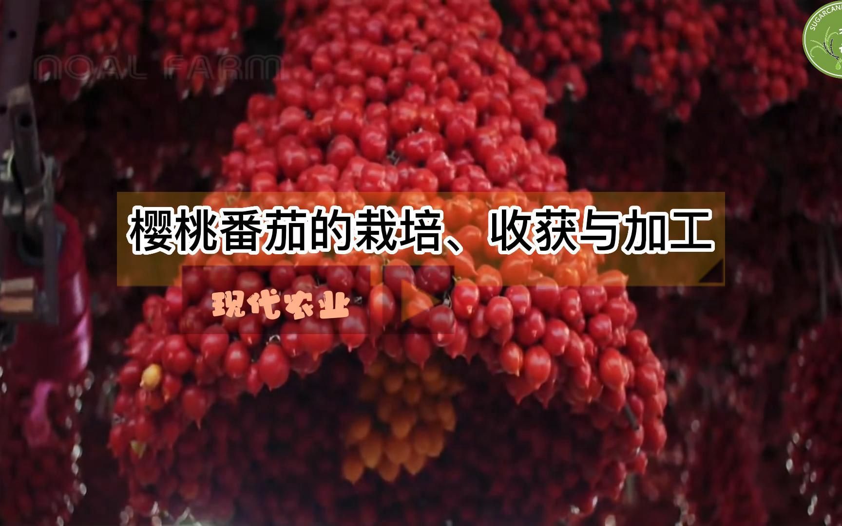 现代农业之——樱桃番茄的栽培、收获与加工(老王讲糖系列视频)