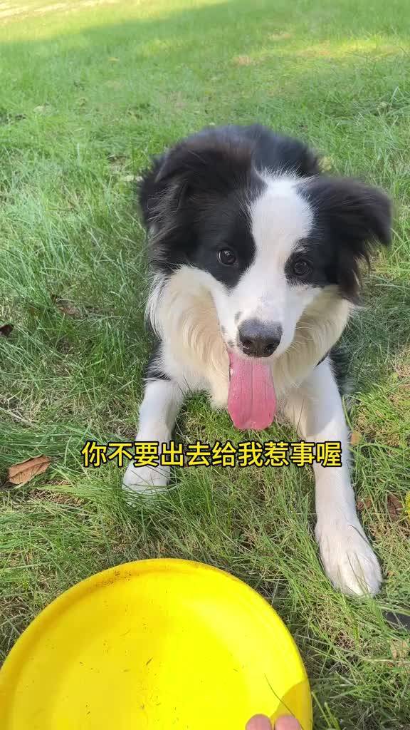 文明养犬从我做起乌妮已经接受安全教育
