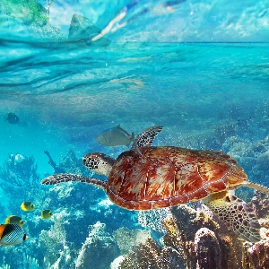 角度清奇的社恐菌 