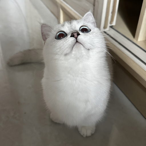 十分机智的阿晨 