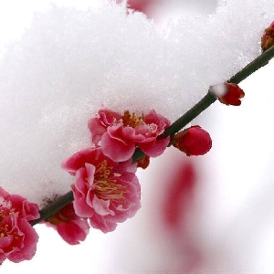 凌霜傲雪131421 
