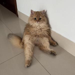 昆虫影视