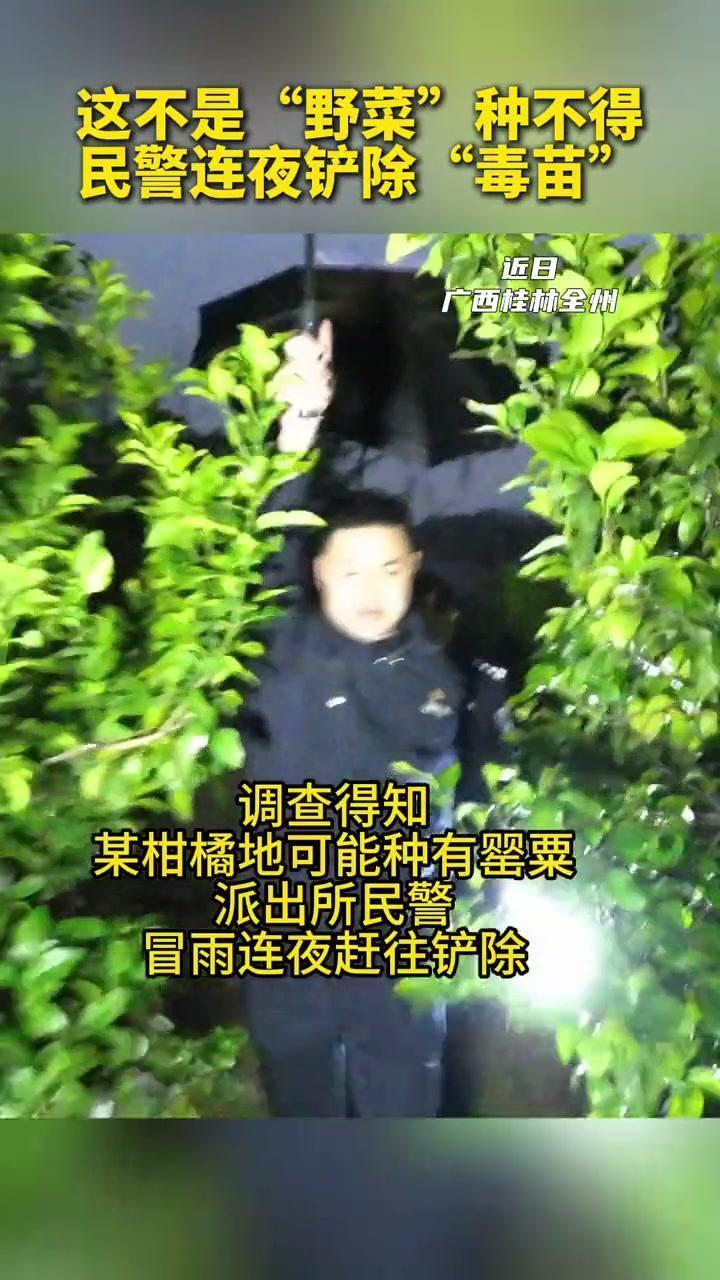 广西桂林全州,这不是"野菜"种不得,民警连夜铲除"毒苗"
