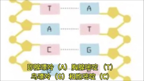 DNA的螺旋结构:生命密码的奇迹!真相,令你大开眼界