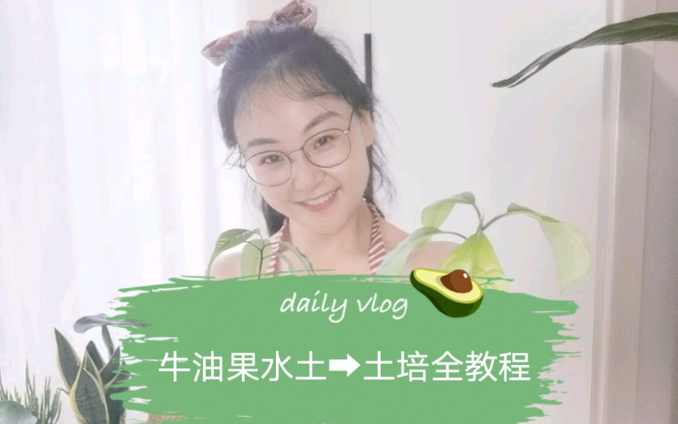 牛油果绿植水培转土培全教程——吃完的牛油果果核可不要随便丢掉哦...