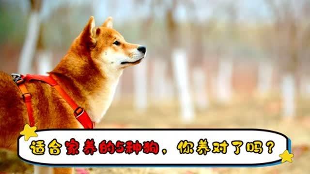 适合家养的5种狗,你养对了吗?