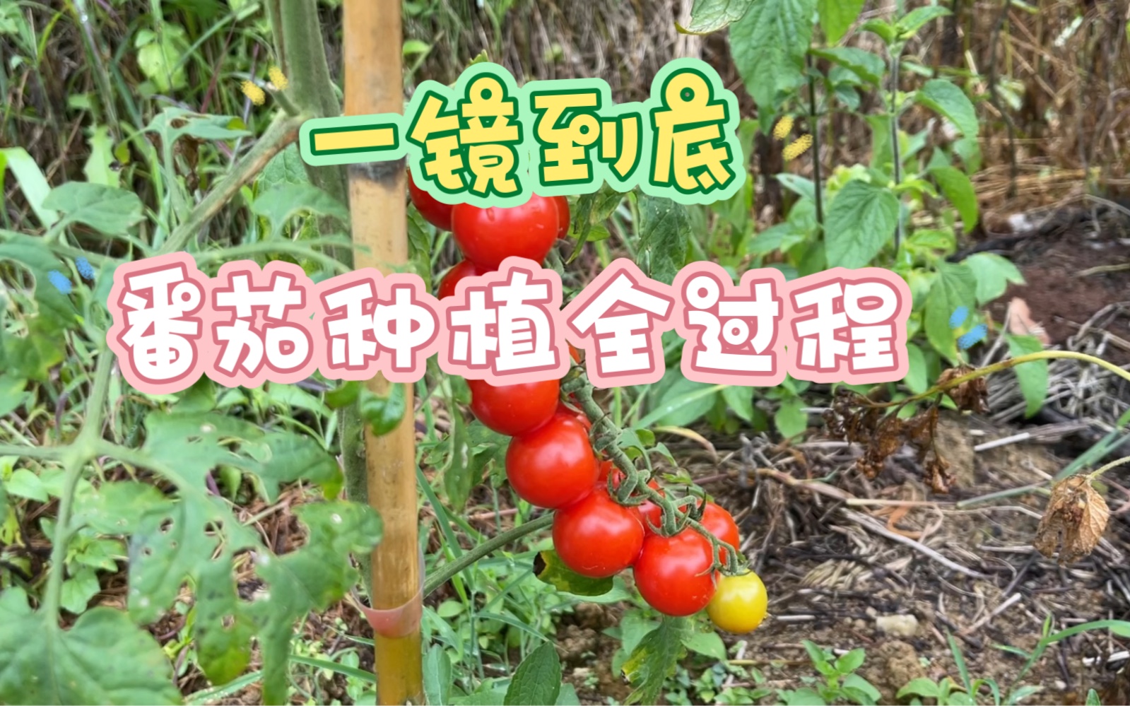 从种子到成熟,阳台盆栽番茄种植方法全过程【上】