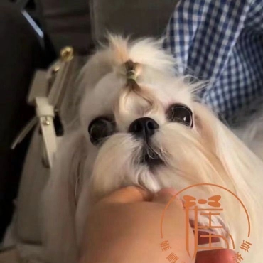封夕羽玄 