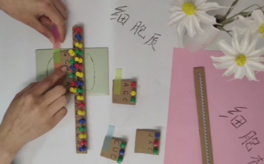 遗传信息的翻译过程