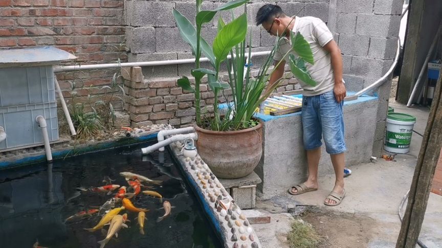 锦鲤每天大量投食,一个月不清洗的鱼池过滤仓,真的太脏了