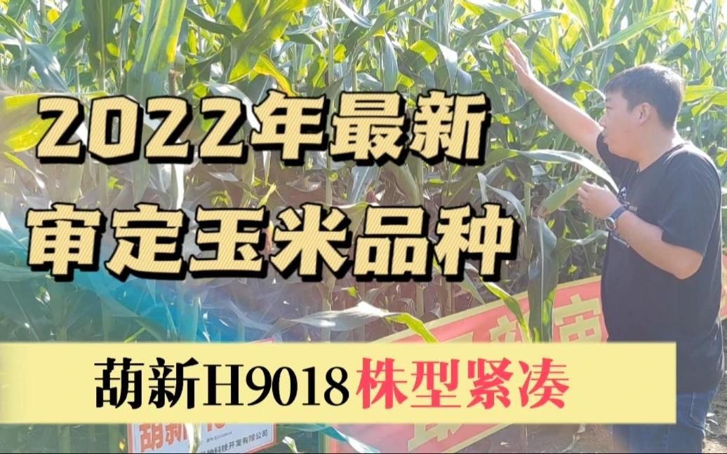 葫新H9018玉米品种,最新审定玉米品种,株型紧凑,叶片上冲。