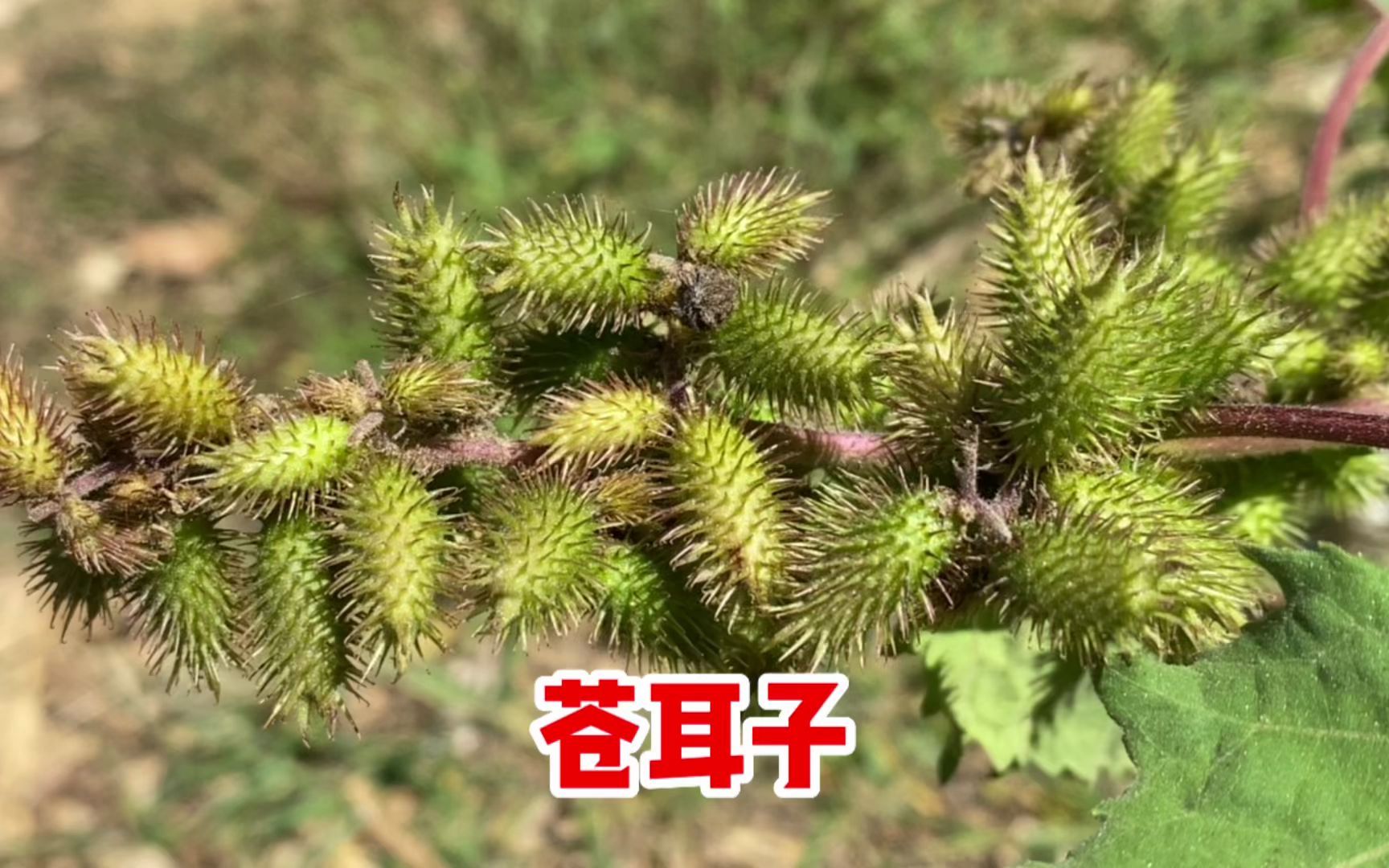 苍耳也叫苍耳子,用它果实榨油作用厉害了,听听到底有啥好处!