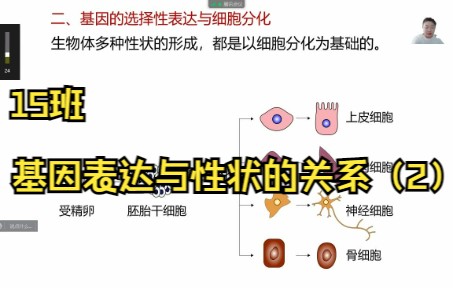 15班 基因表达与性状的关系