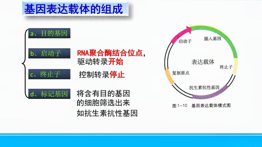 高中生物选修三～基因表达载体的组成