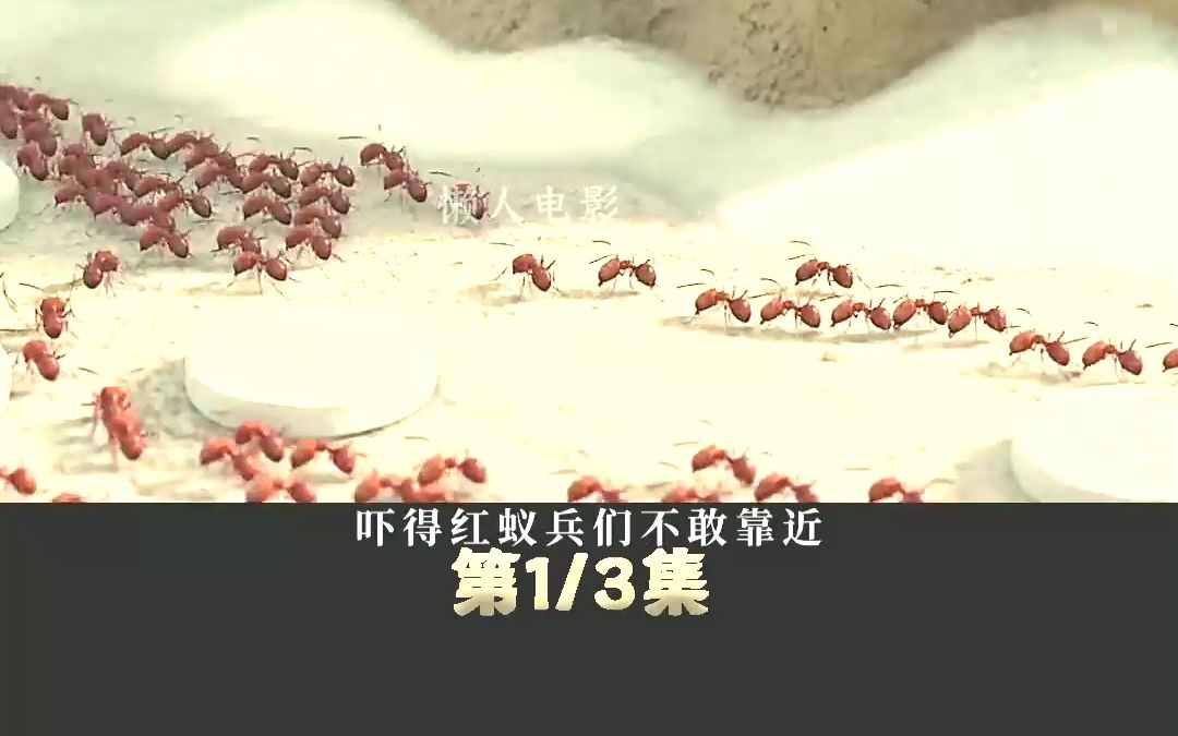 蚂蚁间的战争也能这么燃?#昆虫总动员#动画#动漫
