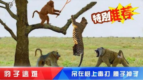 搞笑解说:1头花豹捕猎不成,被狒狒挂在树上打,我的腰子?