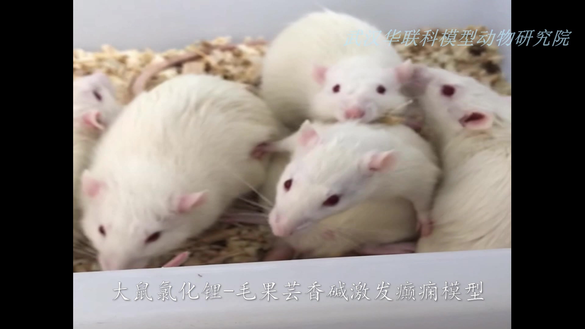 动物模型构建-癫痫模型【符合动物实验伦理实验】
