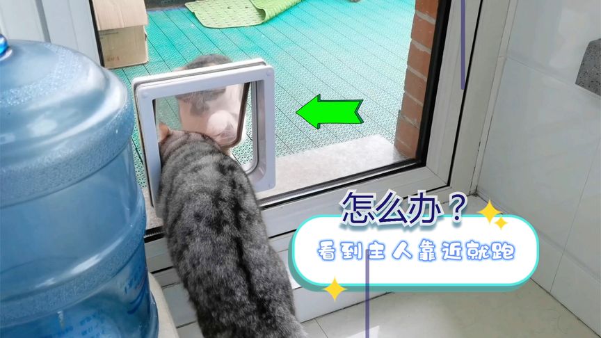 猫咪看到主人靠近就跑怎么办,避免害怕,一般会愿意接近主人
