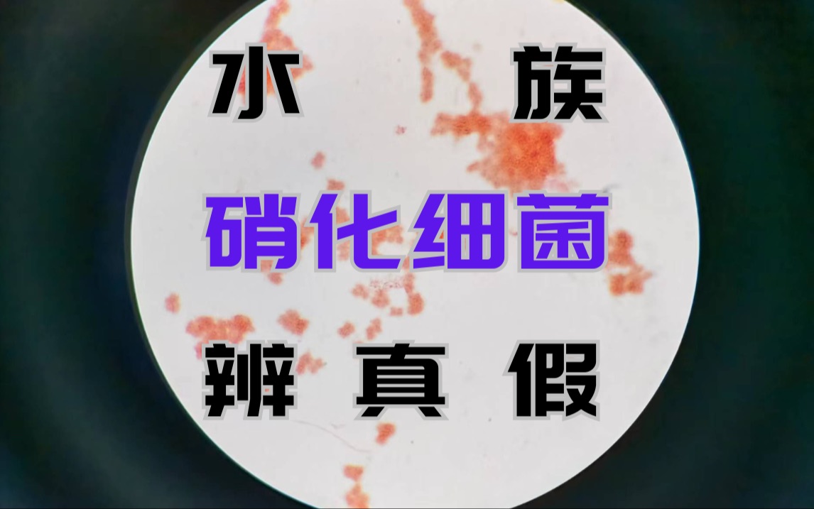 如何选到真硝化细菌