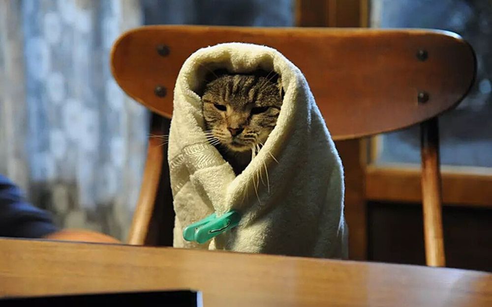 假如猫从世界上消失,你就可以多活一天,你会不会和恶魔交换?