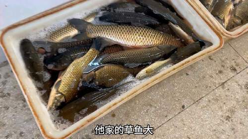 小伙夜市卖鱼4小时狂赚678元!摆摊逆袭见证生活新希望