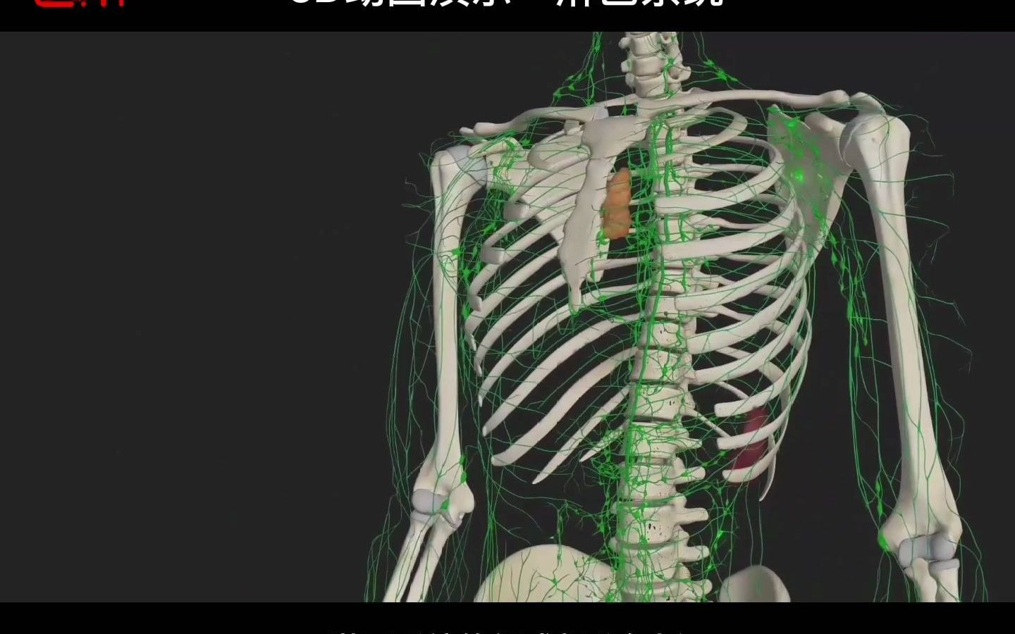 3D医学动画:淋巴系统
