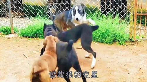 藏獒VS比特犬!20斤猛犬生死斗,狼的克星竟被逼入绝境?