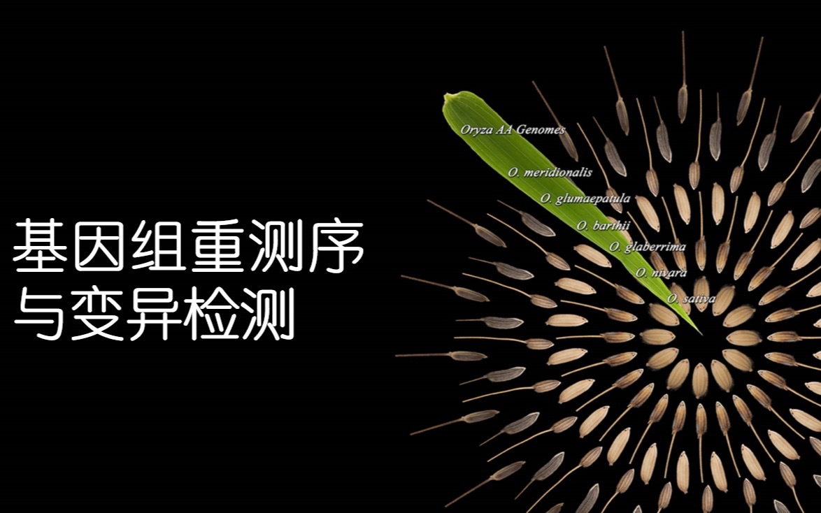 基因组重测序与变异检测